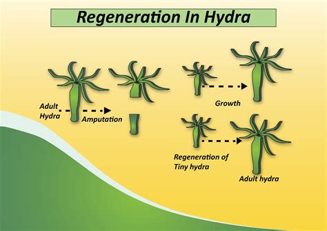 Example Of Regeneration Hot Sex Picture