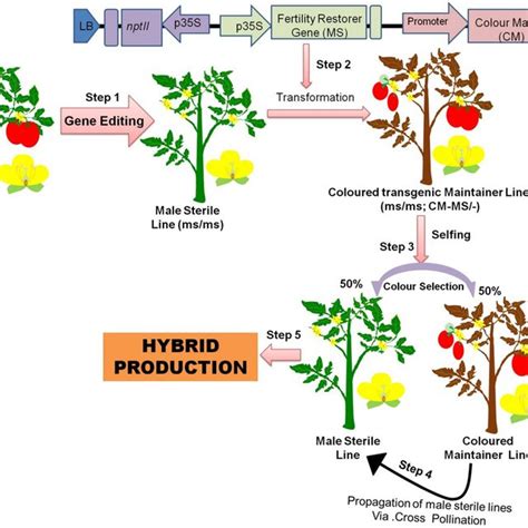 Illustration Of Hybrid Seed Production Through Genome Edited Method