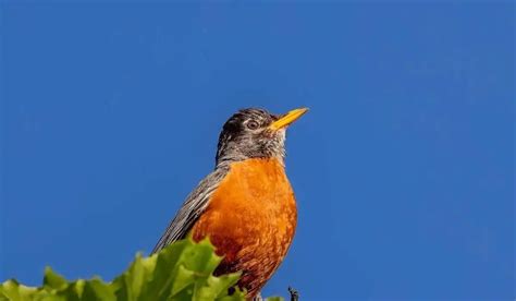 Birds That Resemble Robins Stunning Look Alikes Spark Lark