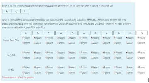 Solved Below Is The Final Functional Kappa Light Chain Chegg Com