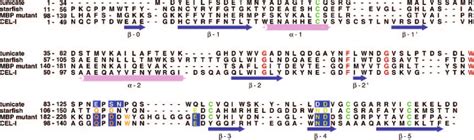 Sequence Alignment And Secondary Structure Of Cel I And Other C Type