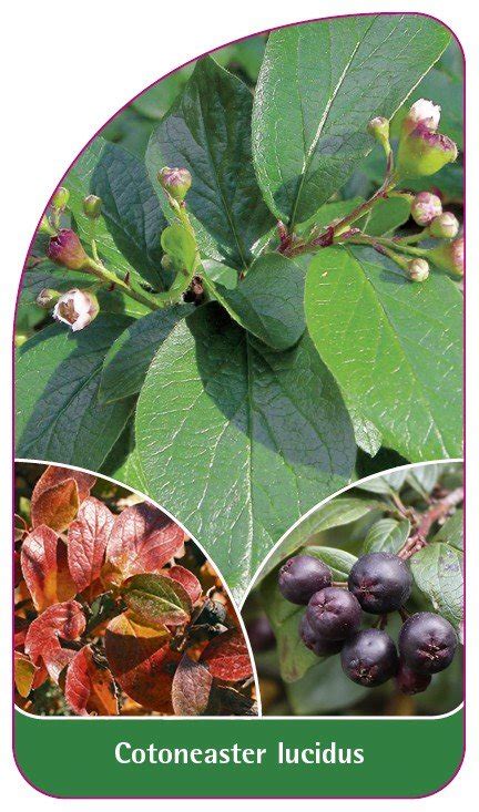 Cotoneaster Lucidus Etykieta Szkółkarska Inna Marka Sklep Empikcom