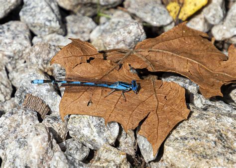 Autumn Bluet Mike Powell