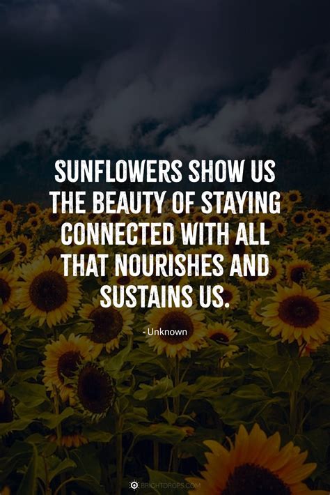 147 Sunflower Quotes For Instagram And Social Bright Drops