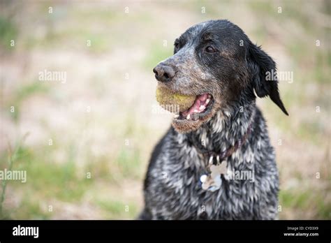 An Elderly Bluetick Coonhound German Shorthair Pointer Mix Holds A Tennis Ball In Her Mouth An Elderly Bluetick Coonhound German Shorthair Pointer Mix Holds A Tennis Ball In Her Mouth