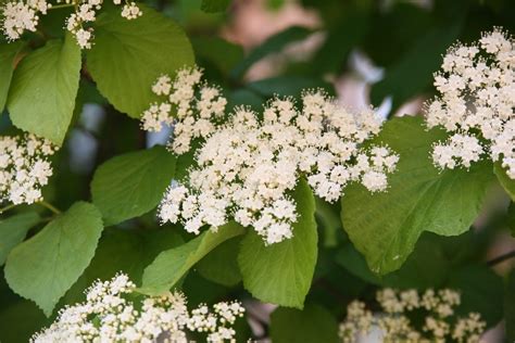 The Best Viburnum Varieties Happysprout