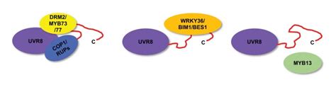 Recent Advances In Uv B Signalling Interaction Of Proteins With The Uvr8 Photoreceptor Pmc