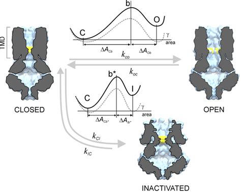 The Discrete Conformational State Space Of Allowed Transitions Download Scientific Diagram
