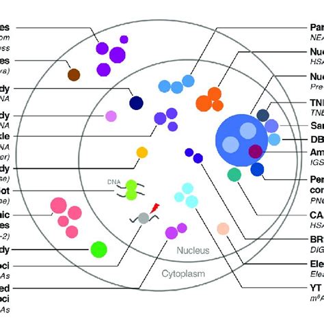 Biomolecular Condensates With Rna Scaffolds Biomolecular Condensates Download Scientific