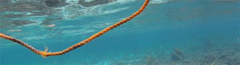 Biosecurity Policy Database Globalseaweedsuperstar