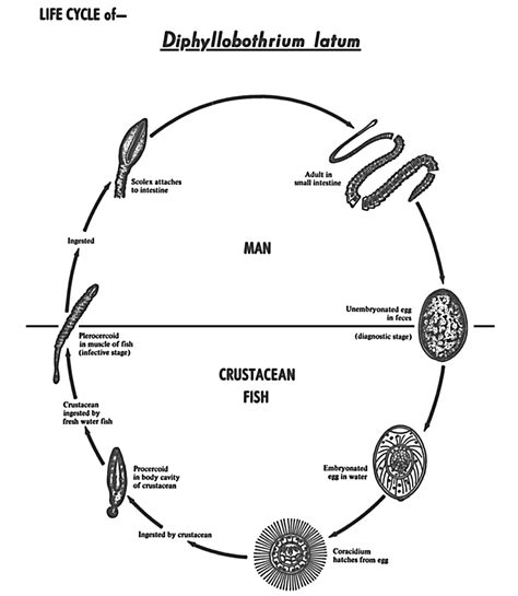 Lecture Notes In Medical Technology Lecture 5 The Cestodes Or Tapeworms