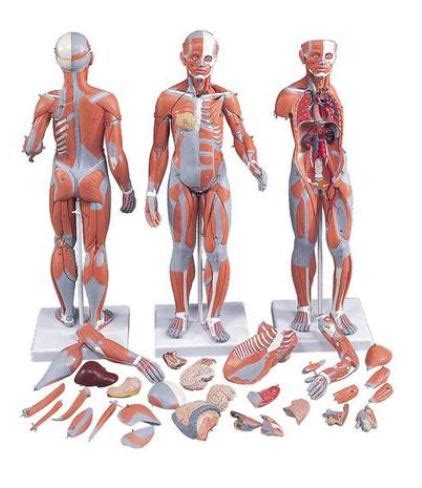 Complete Dual Sex Muscle Model 33 Part B55 I Surgical Innovative Surgical Supplies