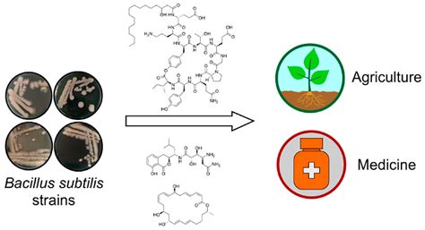 Bacillus Subtilis Fungicide Products Cheap Wholesale Th