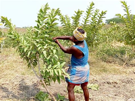 Pruning Trimming Of Guava Trees