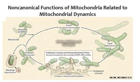 Mitochondrial Dynamics Flashcards Quizlet