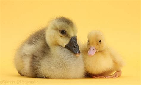Yellow Gosling And Duckling On Yellow Background Photo Wp36269