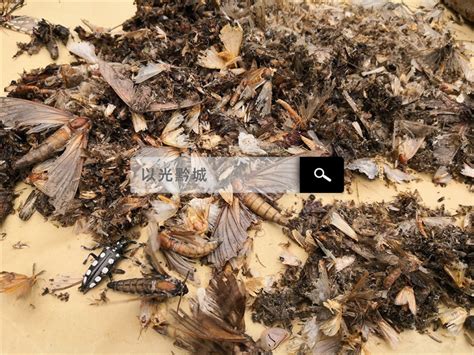 贵州 贵阳 生活小区住宅游乐公园工业专用景观灭虫灯销售 太阳能杀虫灯 以光黔城科技