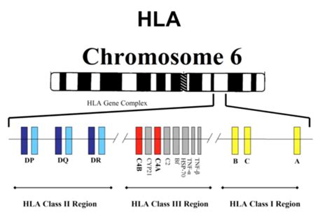 Major Histocompatibility Complex MHC Flashcards Quizlet