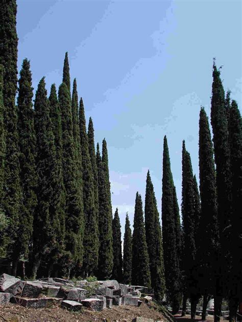 Cypress Tree Symbolism And Meaning Behind Ultimate Guide Simplybeyondherbs