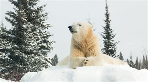 Cochrane Polar Bear Habitat 2025 All You Need To Know Before You Go With Reviews