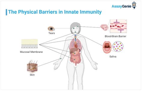 Innate Immunity The Bodys First Line Of Defence Assay Genie