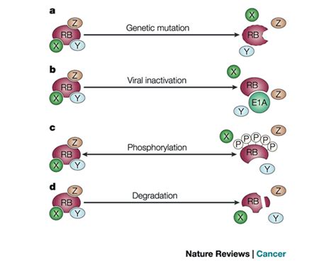 Retinoblastoma Protein Cell Cycle