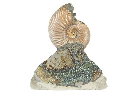 2 25 Iridescent Pyritized Ammonite Quenstedticeras Fossil Display 193229 For Sale