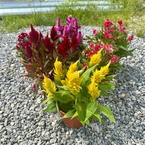 🔥outdoor🔥 Pokok Bunga Balung Ayam Celosia Crested Cocks Comb Tree Celosia Argentea Live