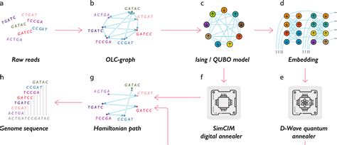 Solving The De Novo Genome Assembly Problem Using Quantum Annealers And