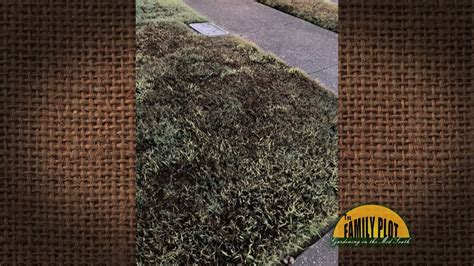 Is Your Lawn Dying 5 Common Grass Problems And How To Fix Them
