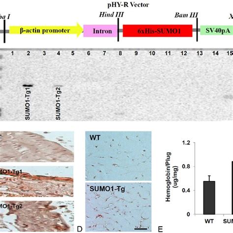 Sumo1 Expression Enhances Endothelial Migration And Tube Formation A Download Scientific