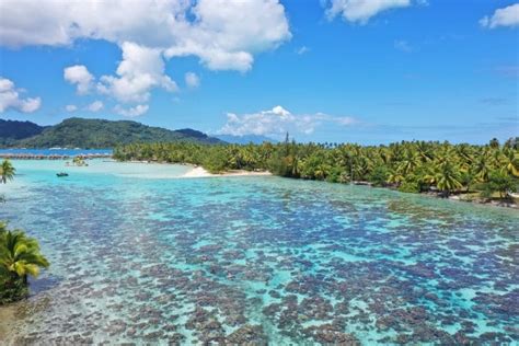 Tahitian Vanilla Visit A Vanilla Farm In Polynesia