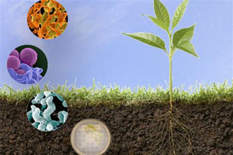 How To Make Bio Fertilizer Composting Granules Making