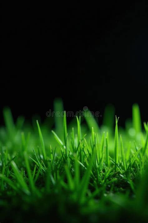 Intense Emerald Grass Tufts Against Stark Black Flora Emerald Stock