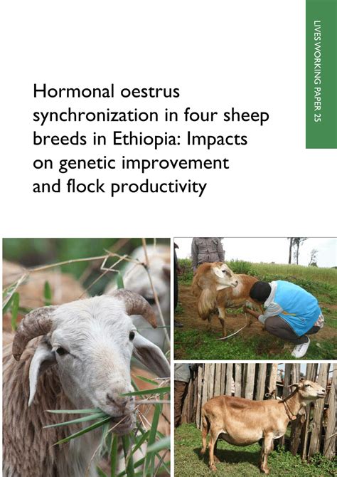 Pdf Hormonal Oestrus Synchronization In Four Sheep Breeds In Ethiopia Impacts On Genetic
