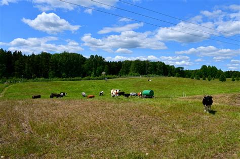 여름에 본 폴란드 리투아니아 러시아 연방 사이의 보호된 국경 옆에서 풀을 뜯고 물을 마시고 쉬고 있는 흰색 검은색 갈색 소와 황소 무리의 모습 0명에 대한 스톡 사진 및