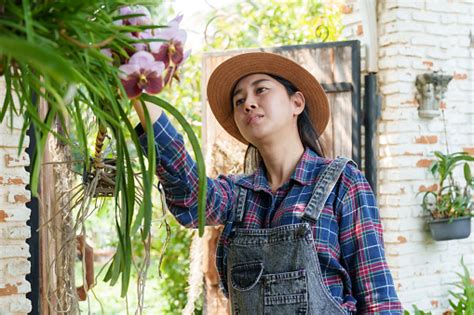격자 무늬 셔츠와 모자를 쓴 아시아 여자는 소박한 벽돌 배경의 정원에서 매달린 난초를 조정하기 위해 도달합니다 정원 가꾸기 꽃 관리 야외 라이프스타일 개념을 강조합니다 30