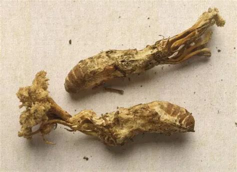 南方冬虫夏草图片欣赏 白虫草图片 冬虫夏草的叶子图片 大山谷图库