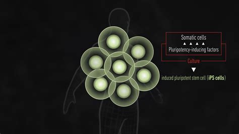 Panasonic Apparatus Enables Nonstop Ips Cell Culture Space Watch Africa