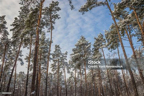 추운 화창한 날에 겨울 소나무 숲 나무와 바닥에 눈이 겨울 숲 0명에 대한 스톡 사진 및 기타 이미지 0명 12월 1월 Istock
