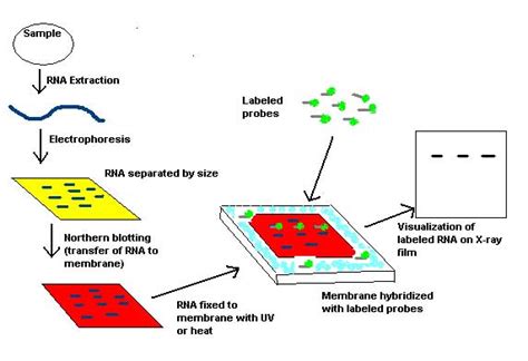 Northern Blot
