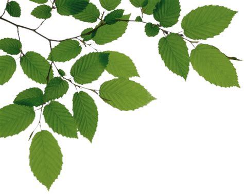 Tree Branch PNG File