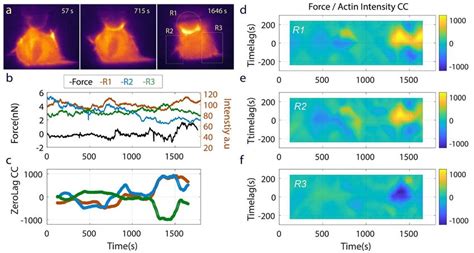 Correlation Of Force And Actin Dynamics A Three Regions Of The Download Scientific Diagram