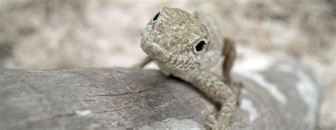 Evolution Earth Pbs Western Reserve Evolution Earth Pbs Western Reserve