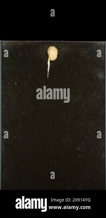 Timelapse Sequence Of A Bean Fabaceae Germinating And Developing