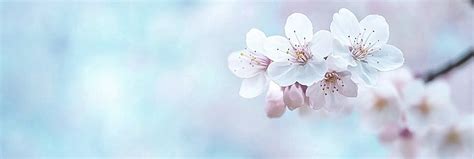 Cherry Blossoms On Blue Blur Background Cherry Blossoms Blue