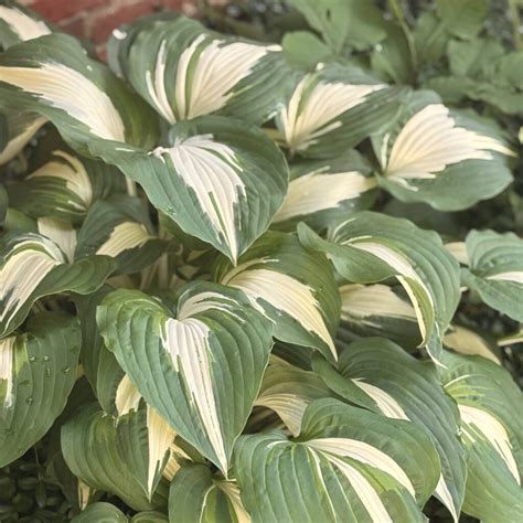 Хоста Элизабет Кемпбелл Клуб Успешных Садоводов