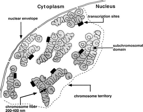 Chromosome Territory Structure And Transcription Sites The Cartoon