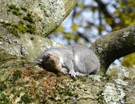 What Is A Continental Climate Types And Characteristics