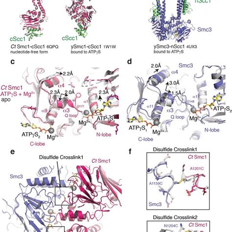 Comparative Structural Analysis Of The Cohesin Atpase A Structural